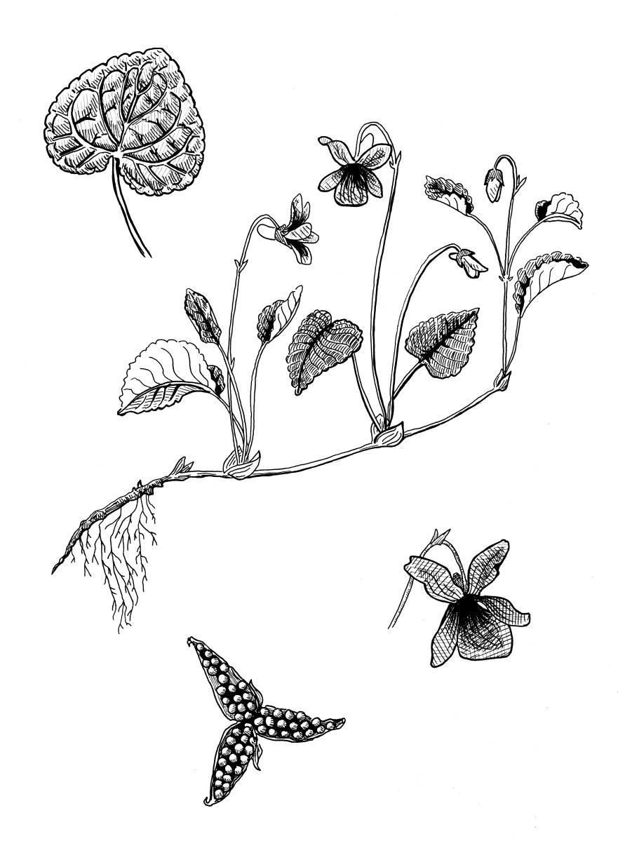 Zine Preview: Queer Language of Flowers – Robin Elan Art